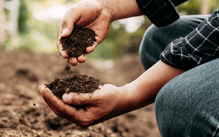 Coco Coir vs. Soil: Choosing the Right Medium for Indoor Plants - Grow ...